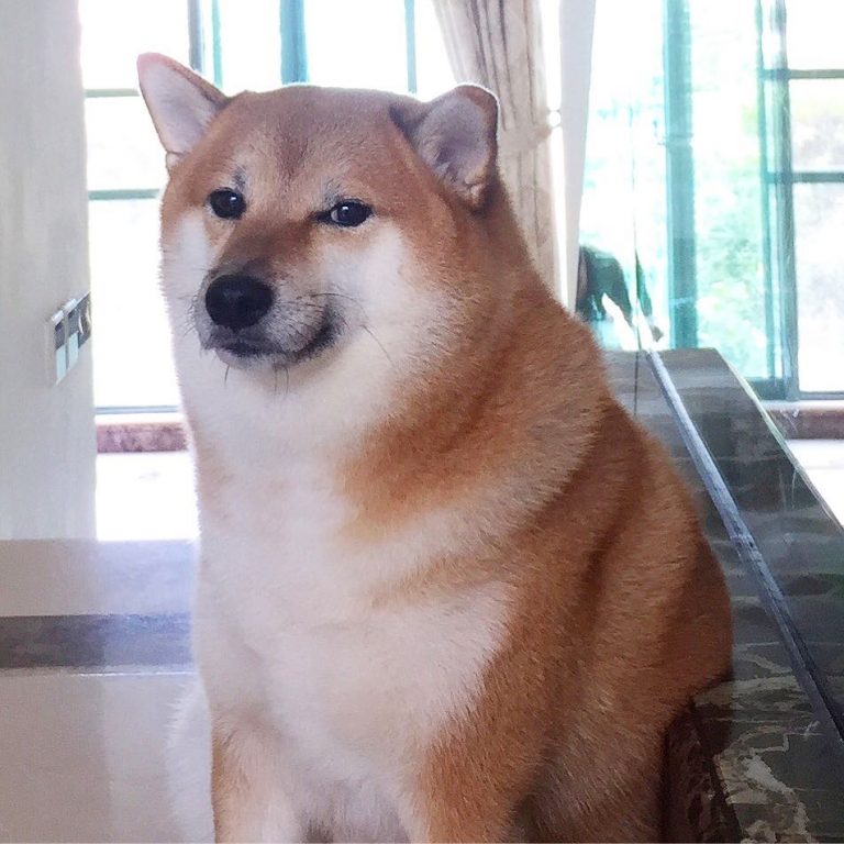 Cheems the Shiba Inu from legendary 'Doge' memes has passed away ...