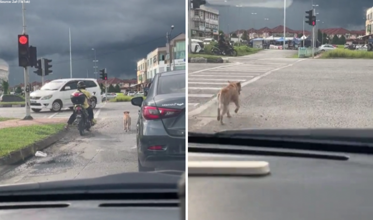 Cute dog spotted waiting with other cars for traffic light to turn ...