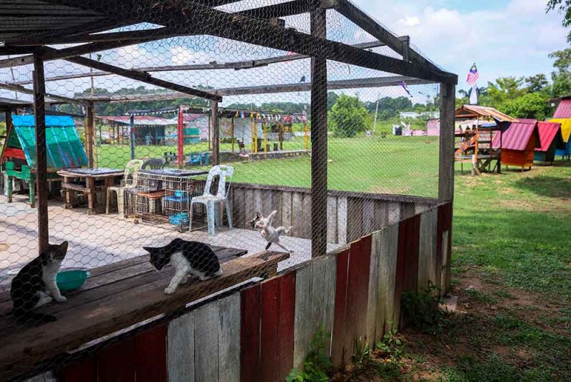 Meow Island: This island in Pahang is now home to over 60 stray cats ...